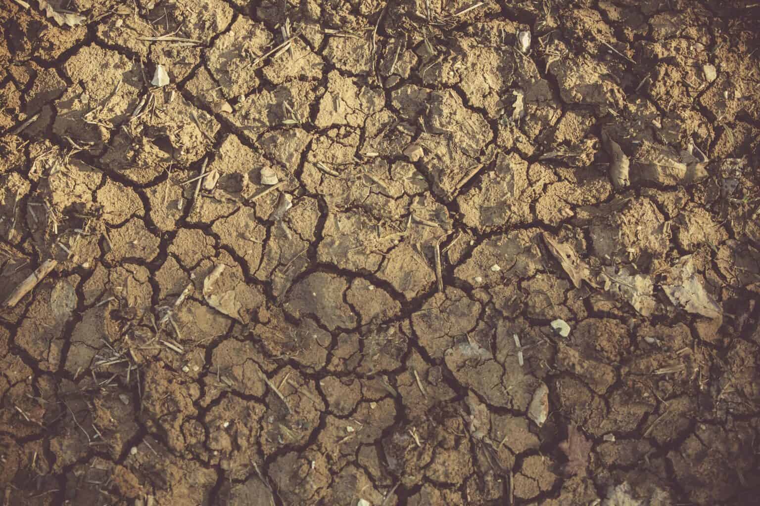 Clay Soil Drainage Systems: Fix Waterlogged Yards
